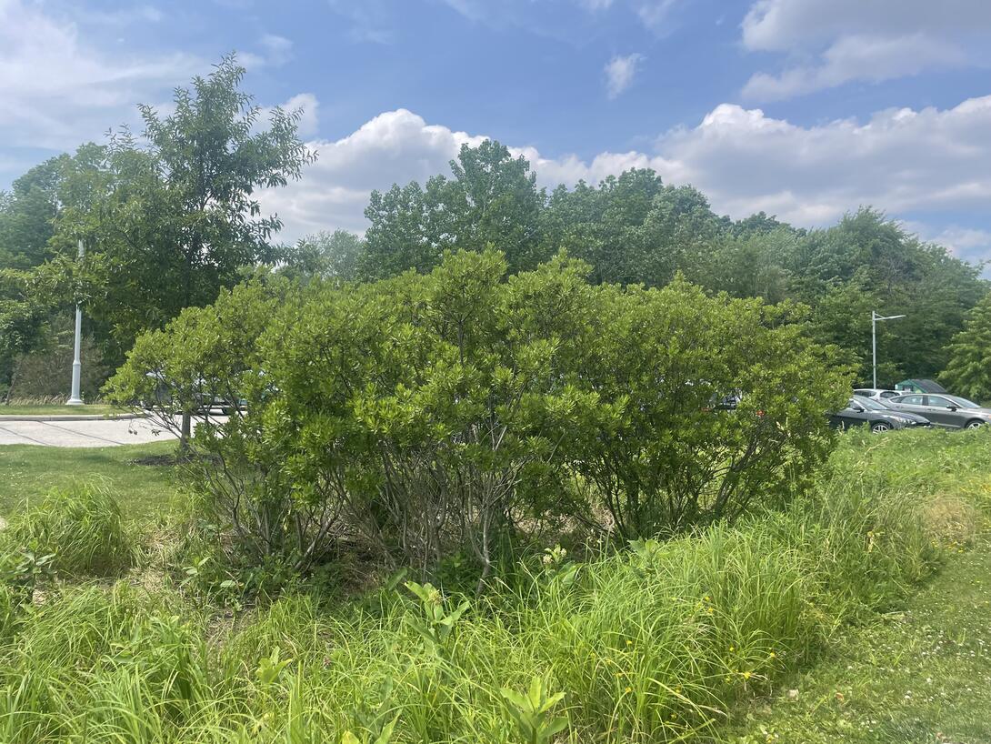 Bayberry | CMP Tree Selection Tool